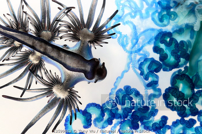 Blue Sea Slug Glaucus Atlanticus