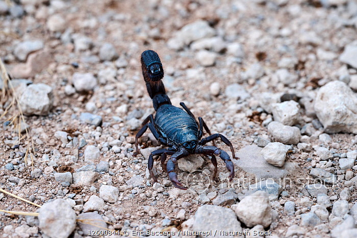 Parabuthus Villosus Giant Black Hairy Thick Tailed Scorpion