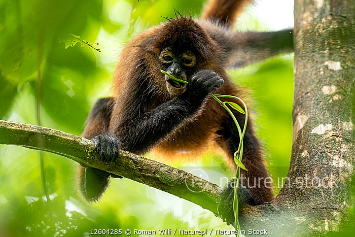 Spider Monkeys Eating