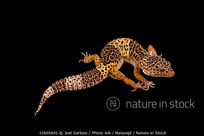 Golden Leopard Gecko Buying A Leopard Gecko | Leopard Geckos For Sale