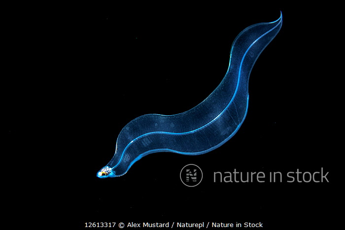 Nature in Stock