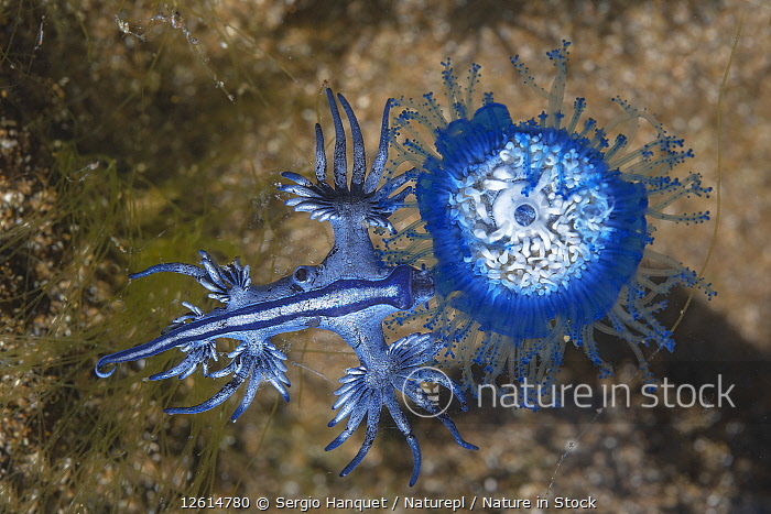 Glaucus Atlanticus Sea Slug Pets How To Draw A Blue Sea Slug, Glaucus