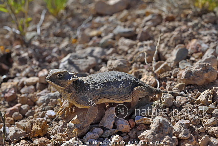 Phrynosomatidae Family Phrynosomatidae: Spiny Lizards Andrew DuBois