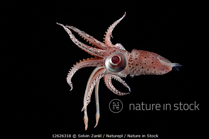 Jewel Squid The Cephalopoda