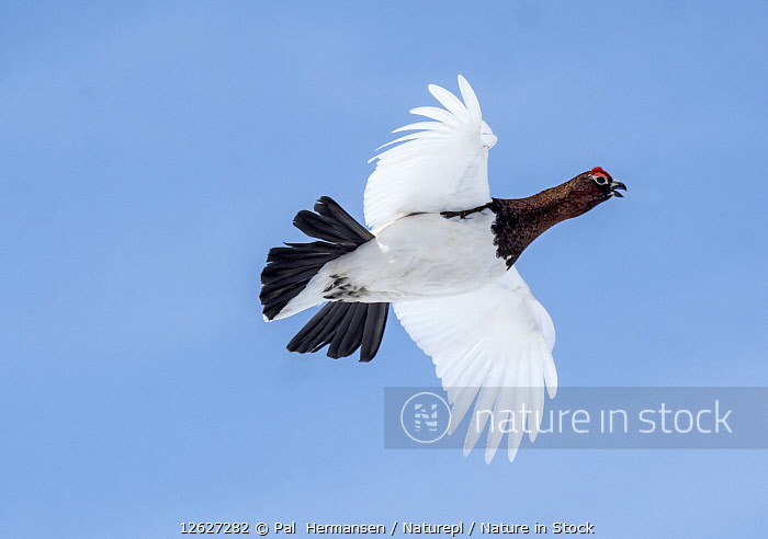 Grouse Flying Grouse Taking Flight Posters & Prints By Archibald