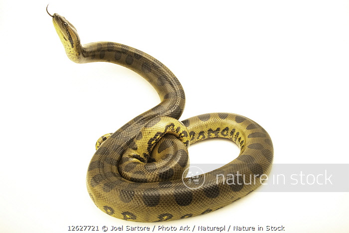 Anaconda Snake Wallpaper America