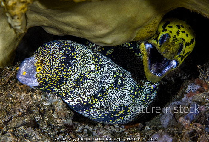 Snowflake Eel Teeth