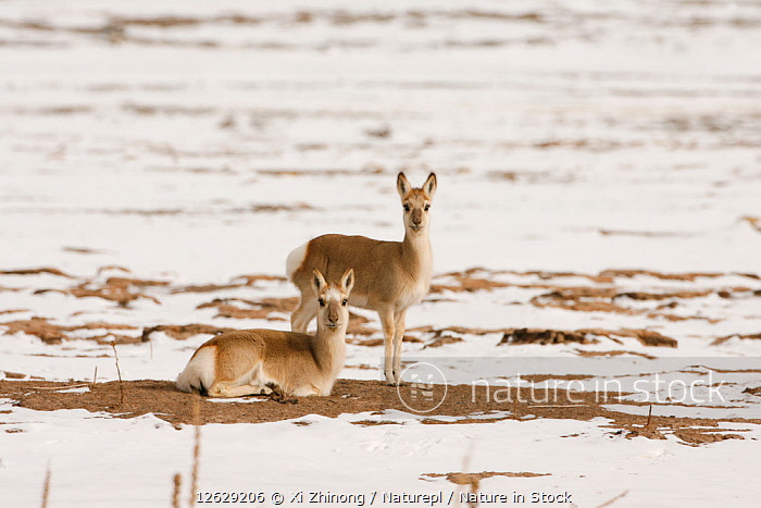 Tibetan Gazelle Number Of Tibetan Antelopes Exceeds 200,000 In Tibet