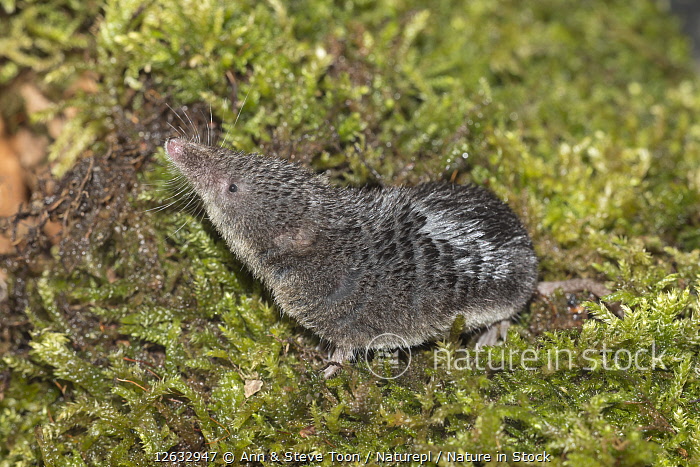Water Shrew ADW: Chimarrogale Himalayica: INFORMATION