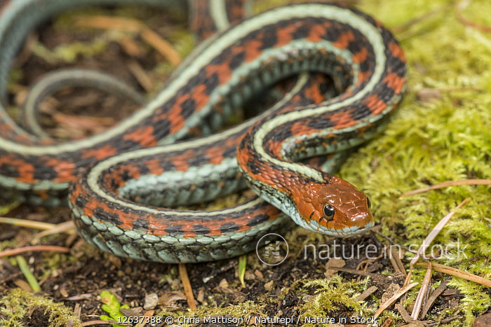 Red Garter Snake Garter Snake Care Sheet | ReptiFiles