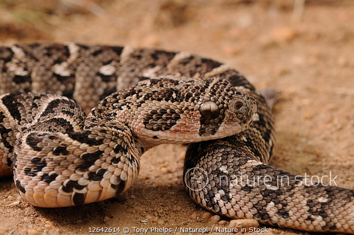 Puff Adder PUFF ADDER – Something Over Tea