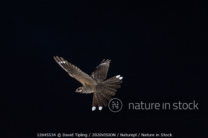 Nightjar Flying Nightjar Bird Facts | Caprimulgus Europaeus