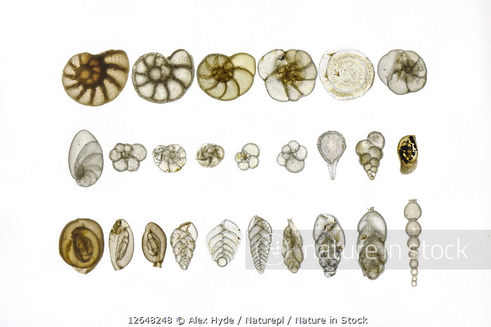 Foraminifera Slide