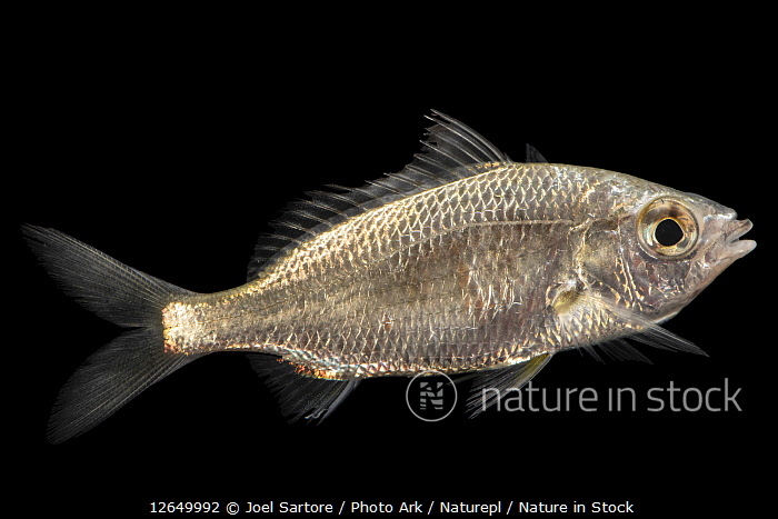 United Arab Emirates Fish Expensive Catch: Fish Prices Rise In The UAE