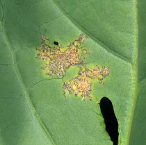 Peronospora Parasitica