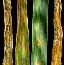 Nature in Stock - septoria leaf blotch