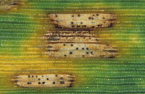 Nature in Stock - septoria leaf blotch