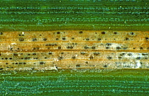 Nature in Stock - septoria leaf blotch