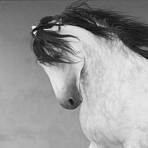 Nature in Stock - arena